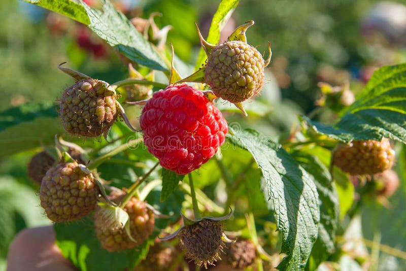 Close Up of the Ripe and Unripe Raspberry in the Fruit Garden. Growing ...