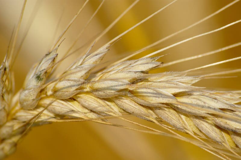 Close-up of Ripe Wheat Ear stock photo. Image of field - 32415766