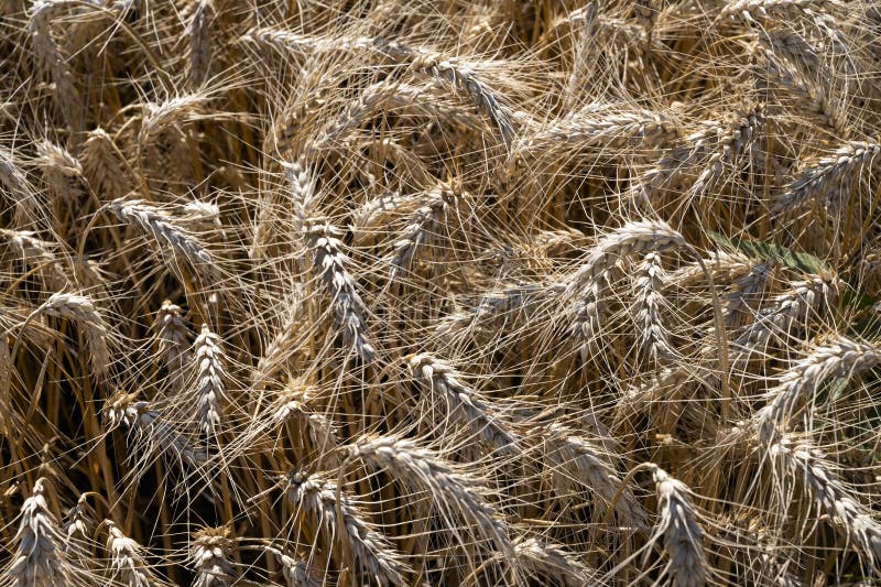 Close-up of Ripe Wheat Grain before Threshing Stock Photo - Image of ...