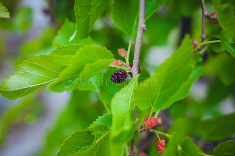 Close Up of Ripe Wild Mulberry Berry. Stock Photo - Image of botanical ...