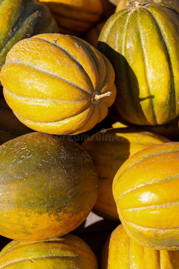 Close Up of Ripe Yellow Melon on Direct Sunlight Stock Photo - Image of ...