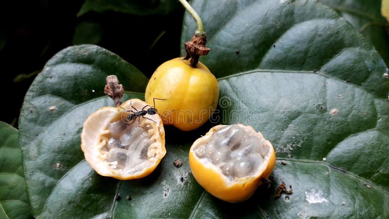 Close Up of Ripe Yellow Rambusa Fruit from Asia Stock Image - Image of ...
