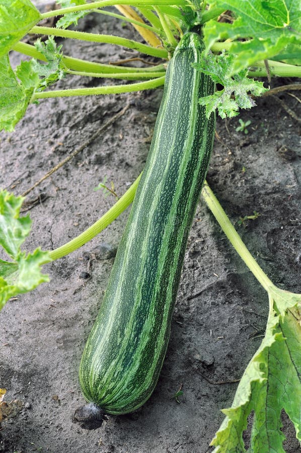 Close-up of ripe zucchini stock image. Image of ripe - 82223805
