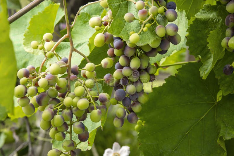 Close-up of Ripening Bunches of Grapes among the Leaves Stock Image ...