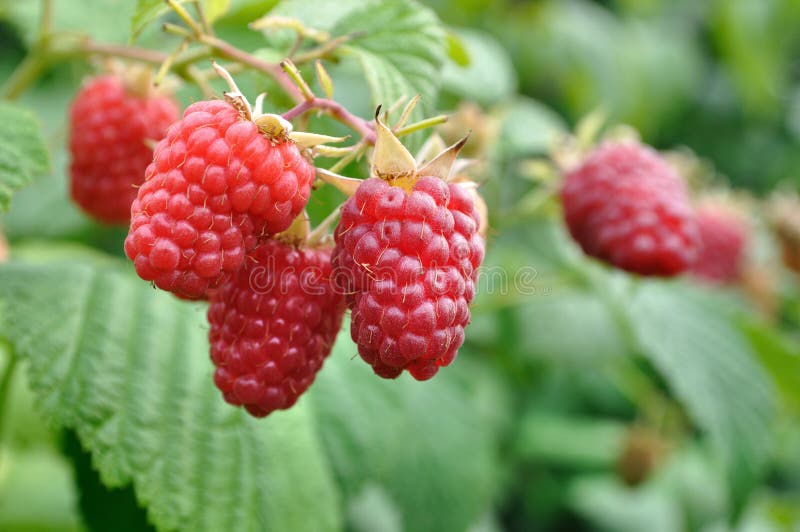 Raspberry Branch on the Blurred Garden Background Stock Image - Image ...