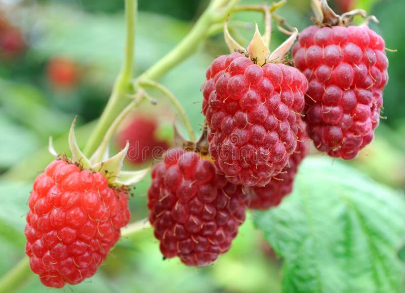 Close-up of Ripening Raspberry Branch Stock Photo - Image of growth ...