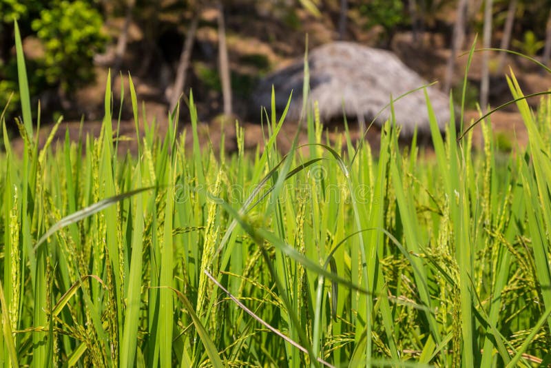 Ripening rice in a field stock photo. Image of bright - 137717578