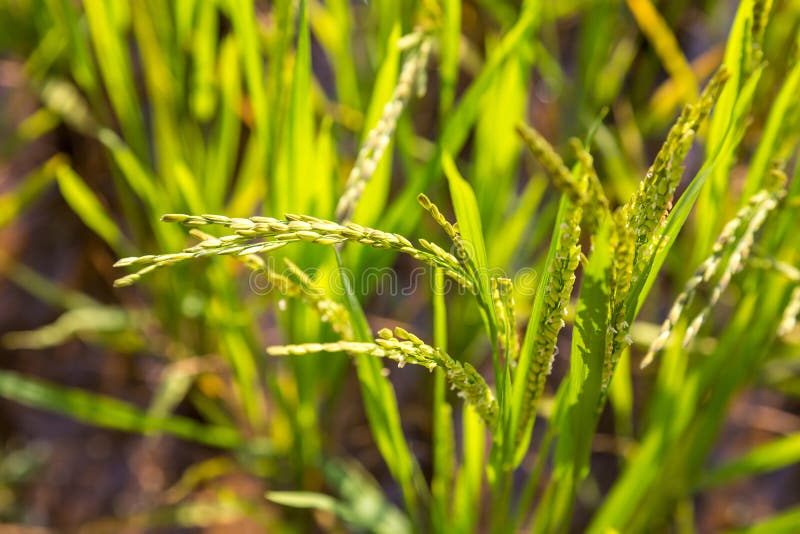Ripening rice in a field stock image. Image of bright - 137717831