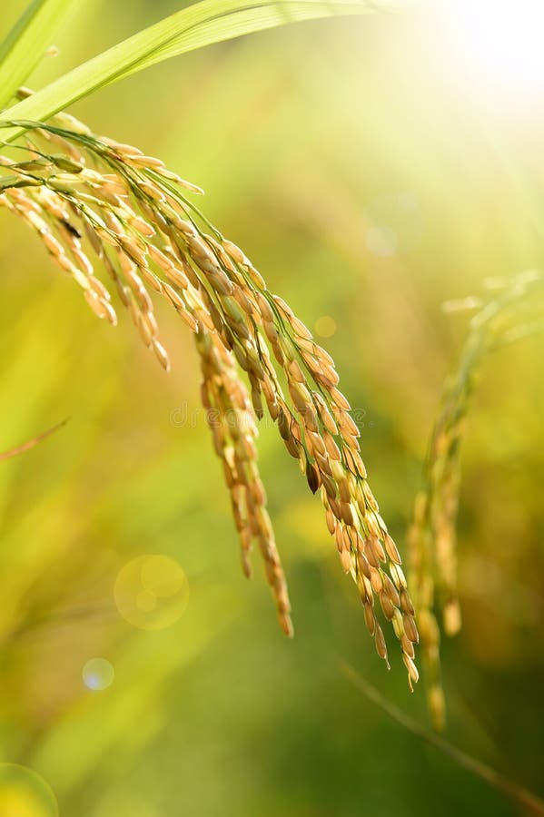 Close up of ripening rice stock photo. Image of seed - 129018072