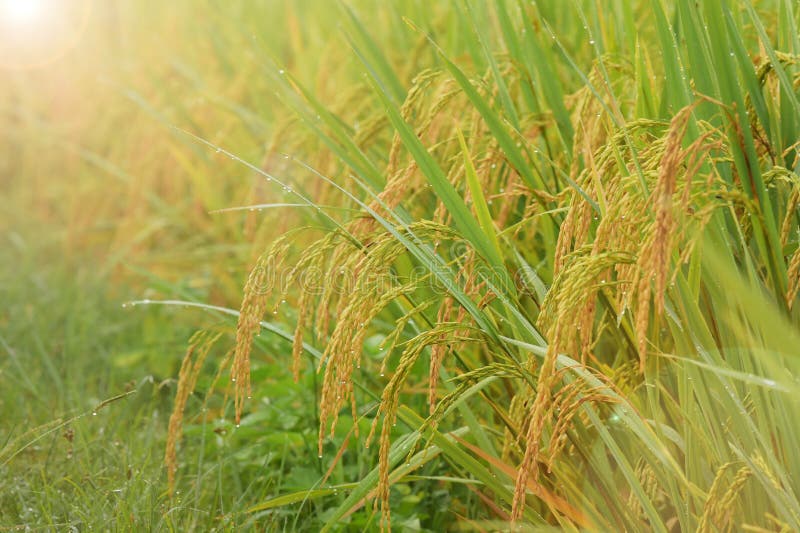 Close up of ripening rice stock image. Image of rice - 133743929
