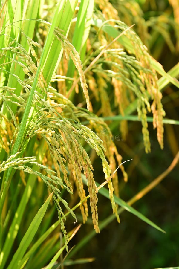 Close up of ripening rice stock photo. Image of growth - 137995504
