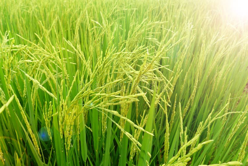 Close up of ripening rice stock image. Image of ripe - 142021003