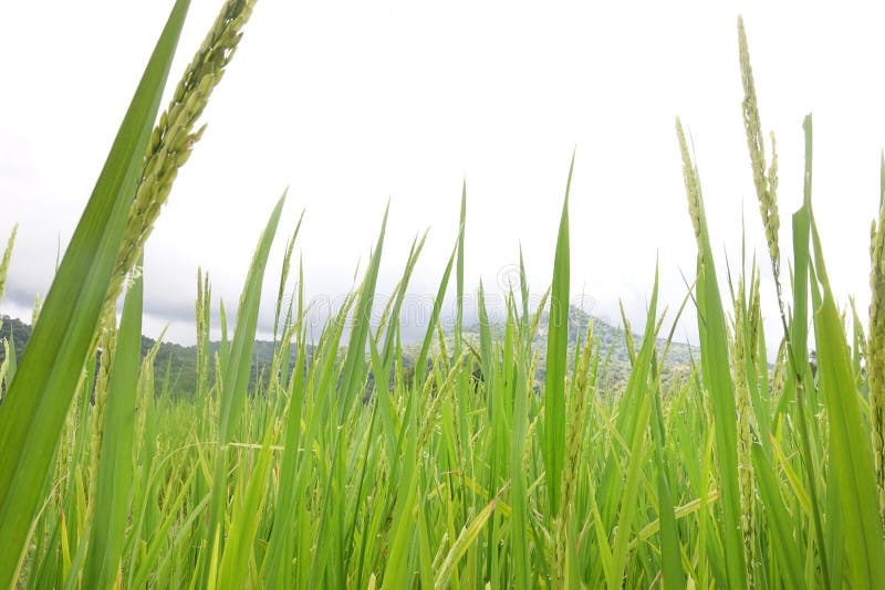 Close up of ripening rice stock image. Image of environment - 156108547