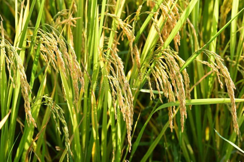 Close up of ripening rice stock image. Image of food - 158824851
