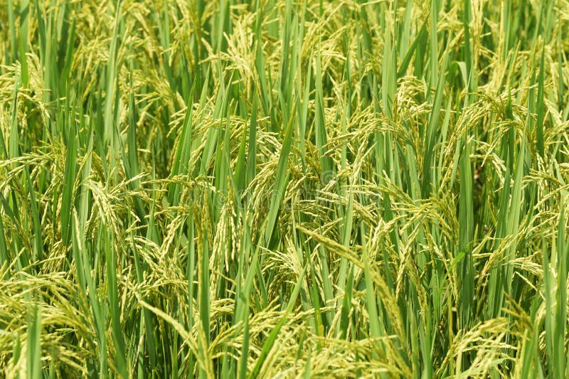 Close up of ripening rice stock photo. Image of nature - 162899096
