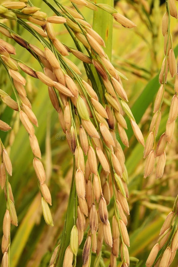 Close up of ripening rice stock photo. Image of natural - 179255596