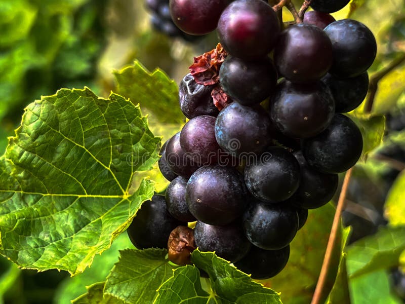 Close-up of Ripening Wine Fruits on the Vine Stock Photo - Image of ...