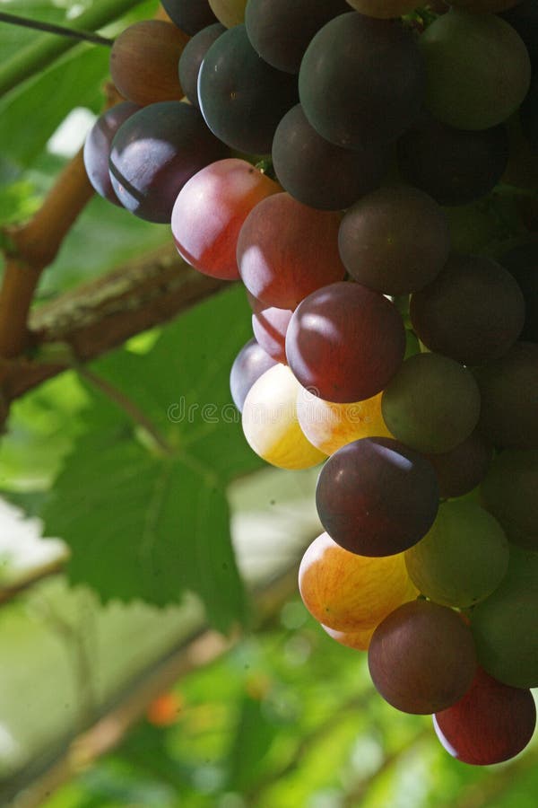 Close Up of a Riping Bunch of Dutch Grapes Stock Image - Image of ...