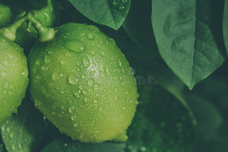 Green Lemon Close Up with Water Splashed Stock Image - Image of citrus ...
