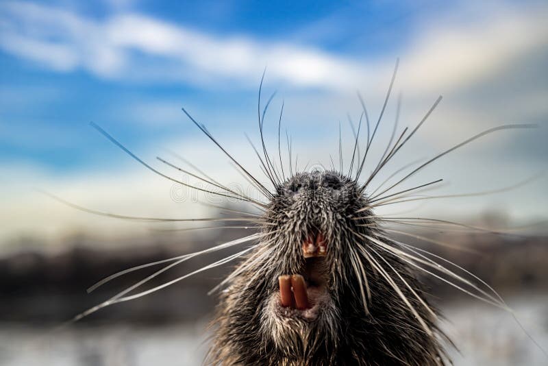 Close Up of a River Nutrias Face Stock Image - Image of republic ...