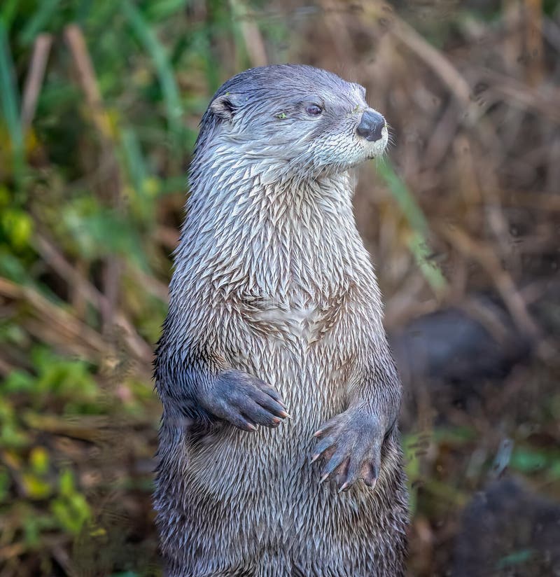 Otter Standing stock photo. Image of animal, alert, rock - 14782472