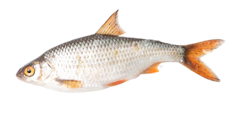 Close Up of Roach Fish Isolated on White Background Stock Photo - Image ...
