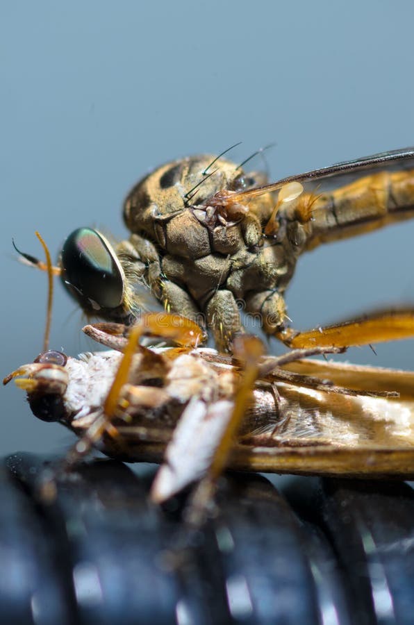 139 Vampire Bug Stock Photos - Free & Royalty-Free Stock Photos from ...