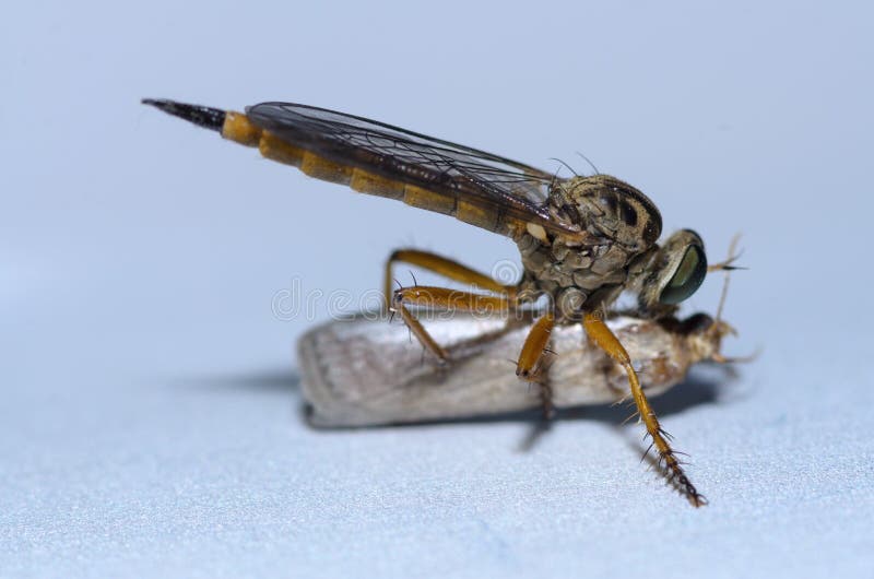 145 Vampire Bug Stock Photos - Free & Royalty-Free Stock Photos from ...