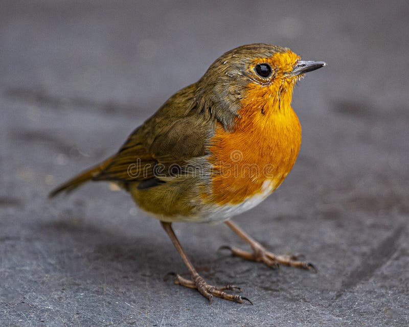 Close-up of a Robin stock image. Image of animals, breast - 196775507
