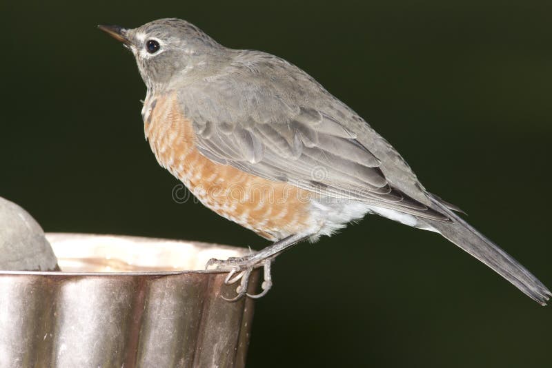 Close up of Robin. stock photo. Image of small, robin - 21283454
