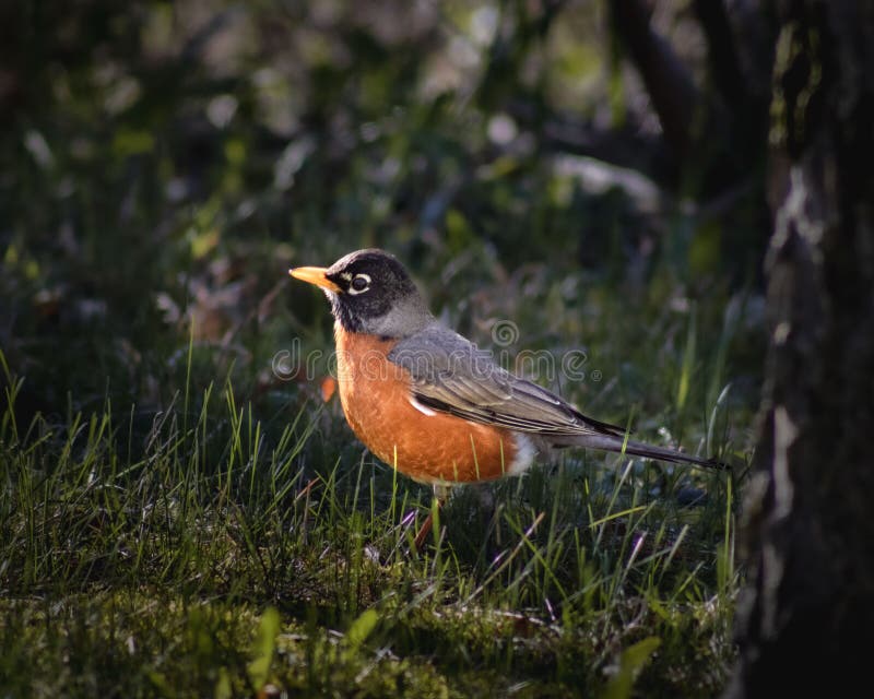 Close-up of a Robin in the Backyard Stock Image - Image of perching ...