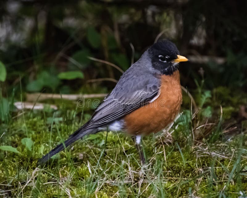 Close-up of a Robin in the Backyard Stock Image - Image of backyard ...