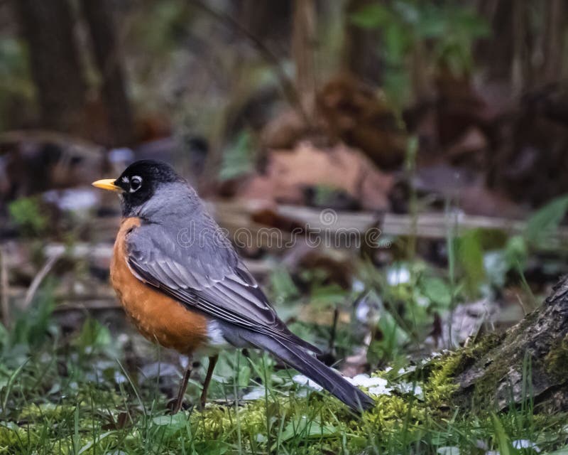 Close-up of a Robin in the Backyard Stock Image - Image of beak, focus ...