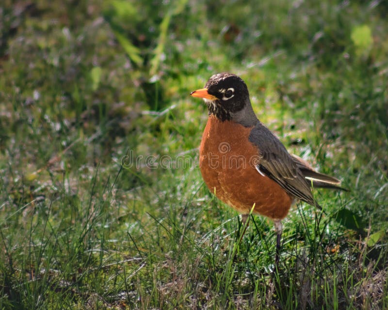 Close-up of a Robin in the Backyard Stock Photo - Image of perching ...