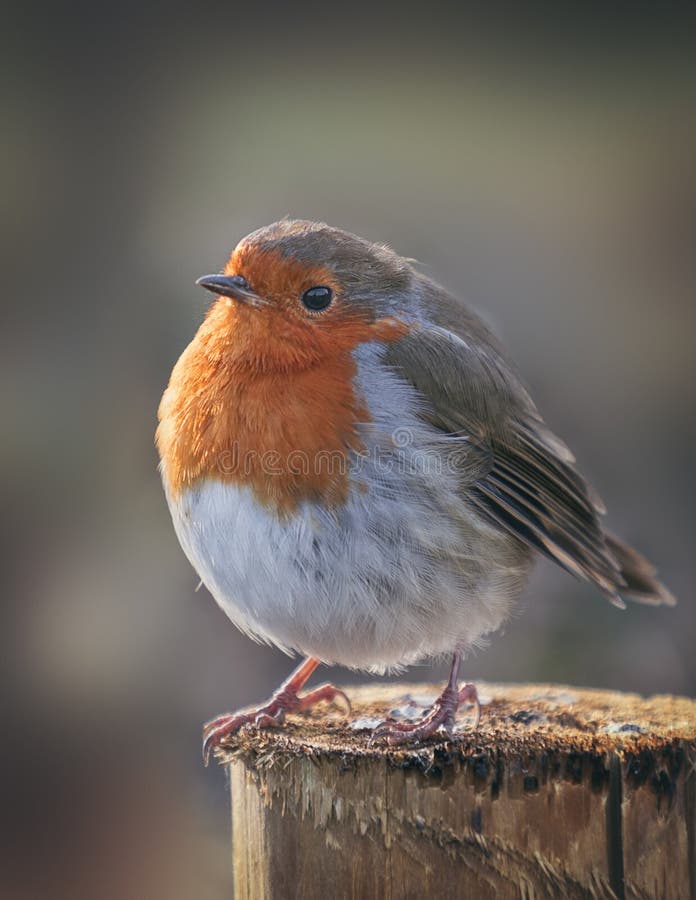 Robin close up stock image. Image of feed, cute, robin - 103432185