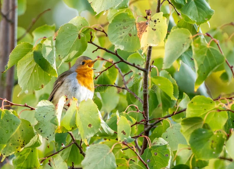 Close Up of a Robin Bird Resting on a Tree and Chirping in Fall Stock ...