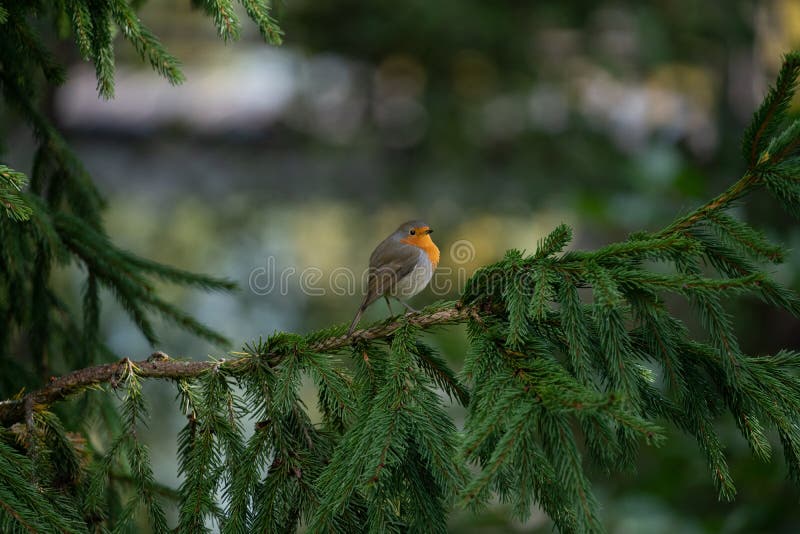 Close Up of a Robin Bird Resting on a Tree and Chirping in Fall Stock ...