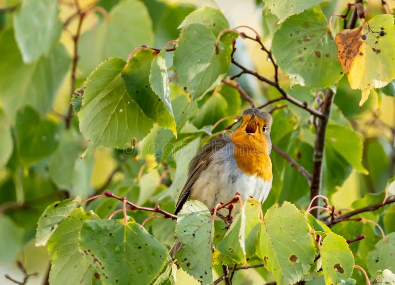 Close Up of a Robin Bird Resting on a Tree and Chirping in Fall Stock ...