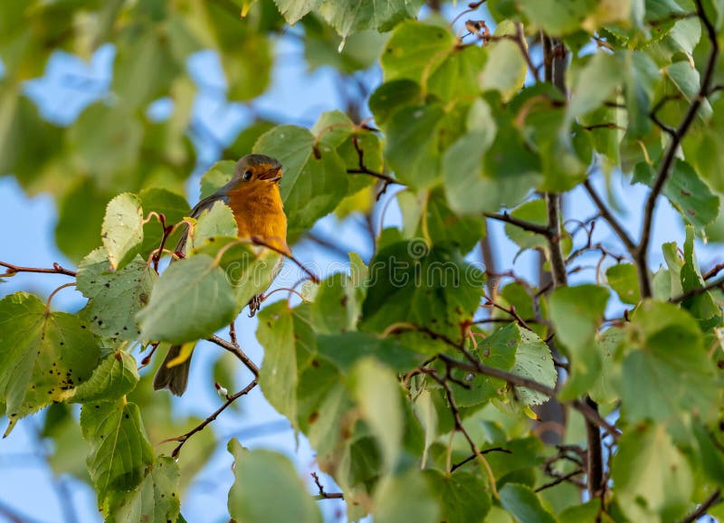 Close Up of a Robin Bird Resting on a Tree and Chirping in Fall Stock ...