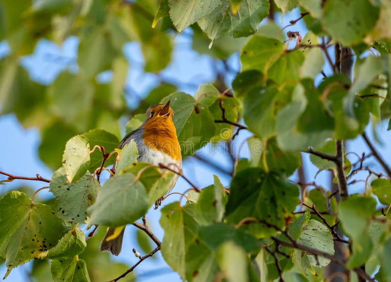 Close Up of a Robin Bird Resting on a Tree and Chirping in Fall Stock ...