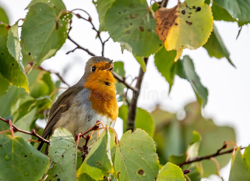 Close Up of a Robin Bird Resting on a Tree and Chirping in Fall Stock ...