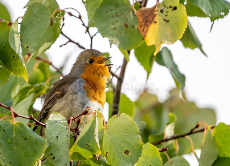 Close Up of a Robin Bird Resting on a Tree and Chirping in Fall Stock ...