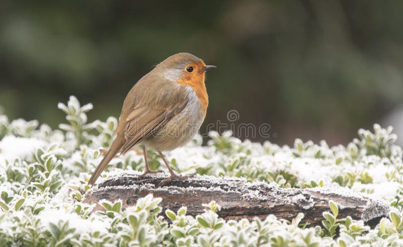 Robin stock image. Image of color, front, freezing, european - 17547549