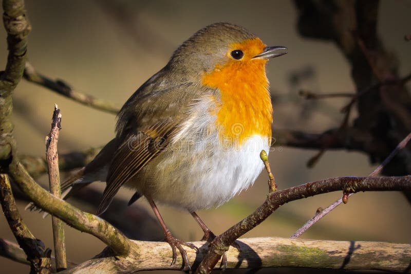 Close Up of a Robin stock photo. Image of colourful - 221753726