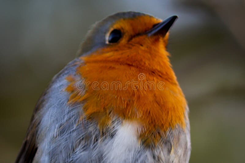 Close up of a Robin 2 stock image. Image of close, british - 221753749