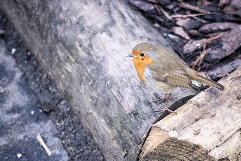 Robin Standing on a Log stock photo. Image of robin - 110131126