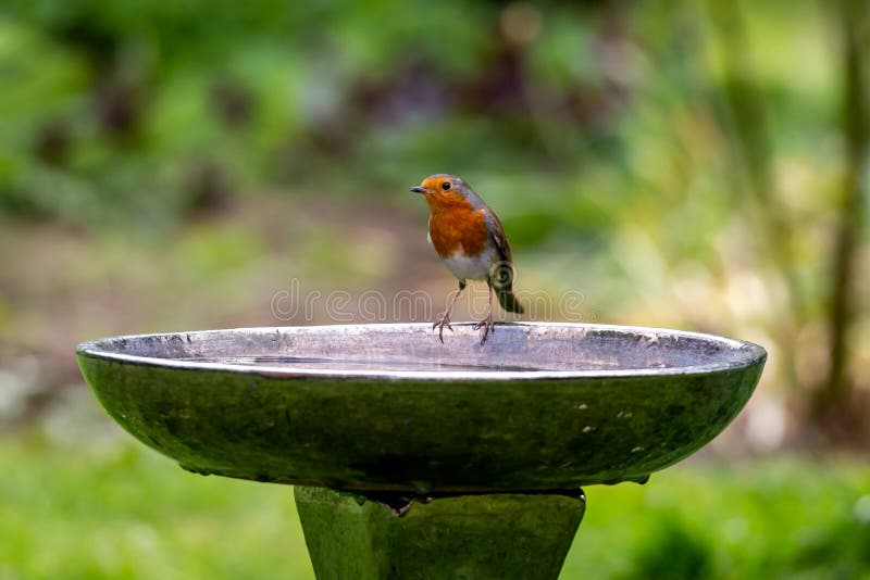 A Close Up of a Robin Standing on the Edge of a Bird Bath Stock Photo ...