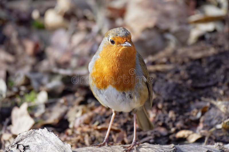 Standing with the Fallen stock photo. Image of forest - 177005994