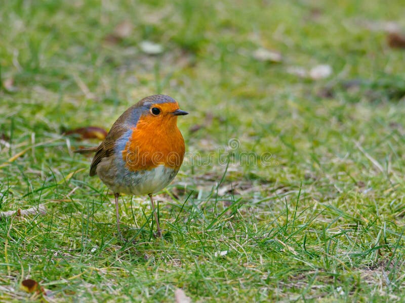 Close Up of a Robin Standing on the Ground Stock Image - Image of ...