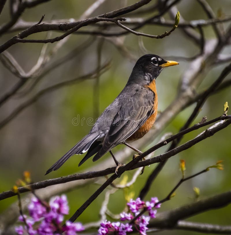 Close-up of a Robin in a Tree Stock Image - Image of selective, close ...